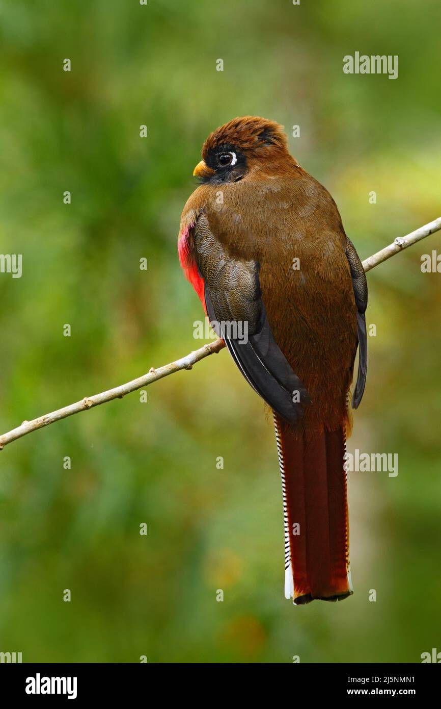 Trogon, exotic bird from mountain tropic forest in Ecuador. Masked ...