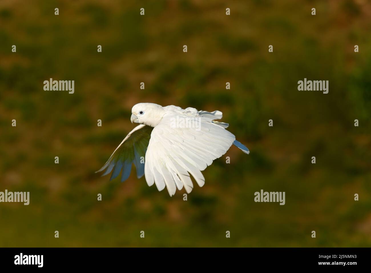 Flying white parrot. Solomons cockatoo, Cacatua ducorpsii, flying white ...