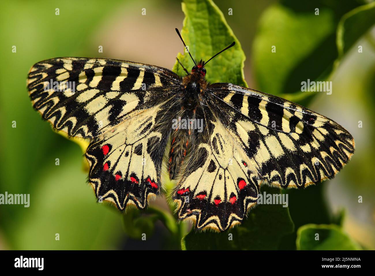 Beautiful butterfly. Nice Butterfly Southern Festoon, Zerynthia ...