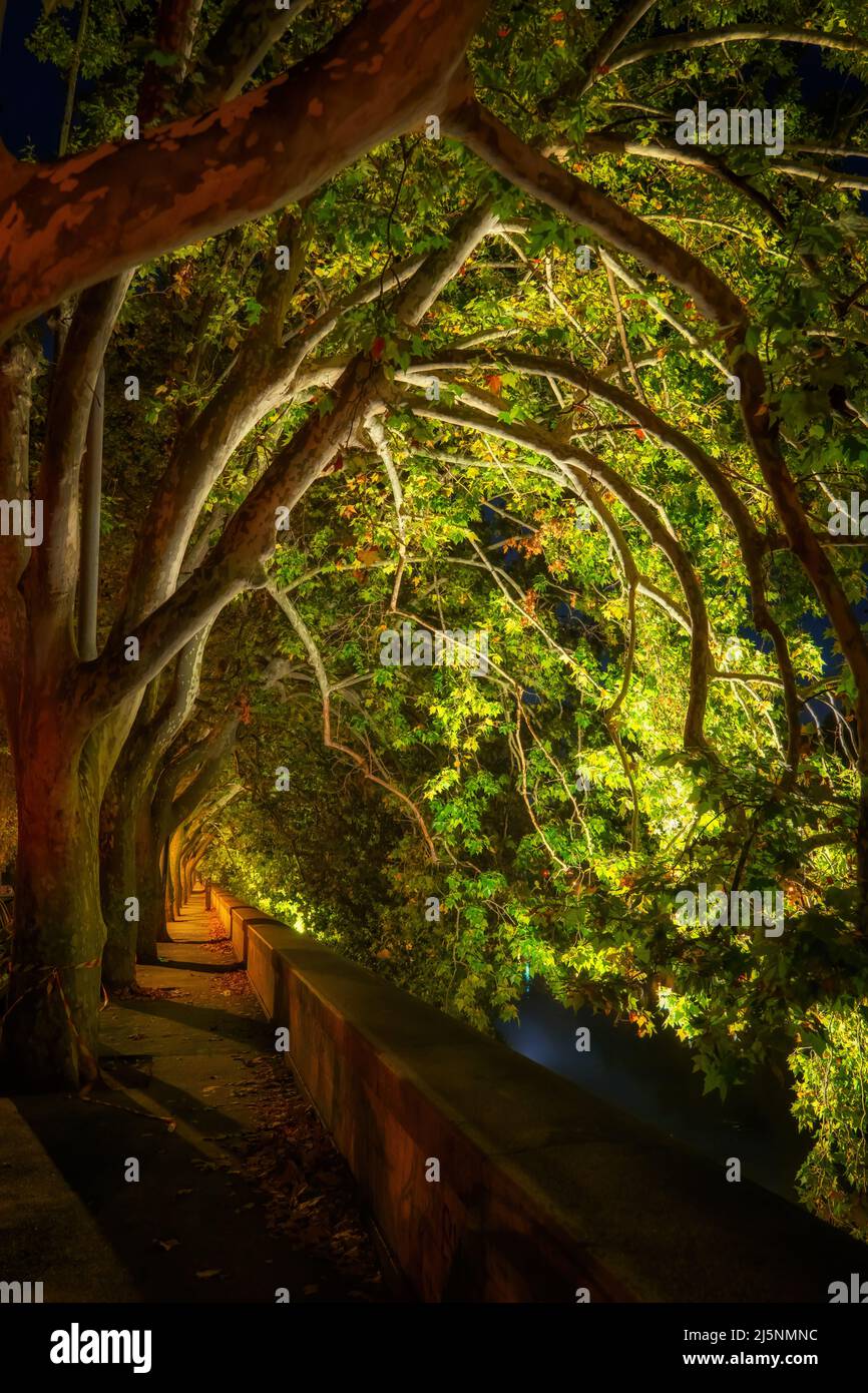 Trees canopy illuminated at night above narrow riverside alley in Rome ...