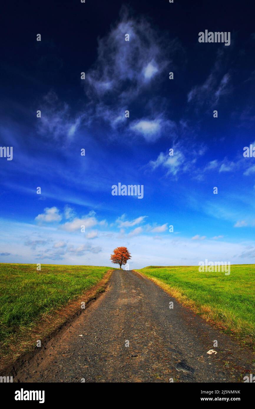 Solitary orange chestnut tree during autumn. Tree in the meadow, with ...