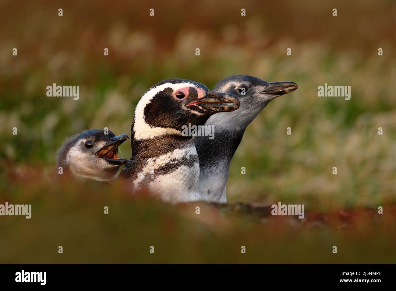 Three birds in the nesting ground hole, baby with mother and father ...