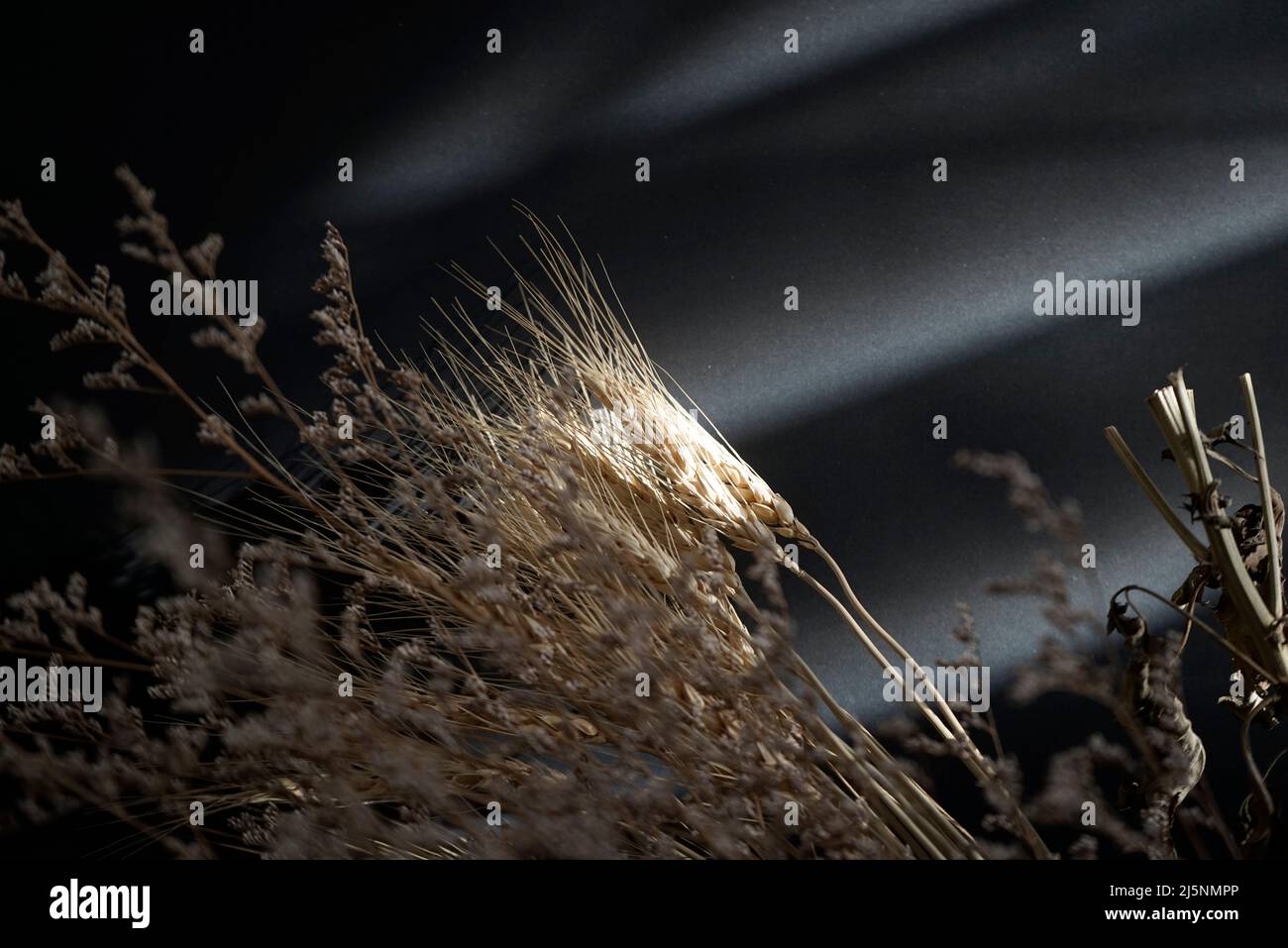Dry wheat stem and flowers against natural organic diagonal shadow ...