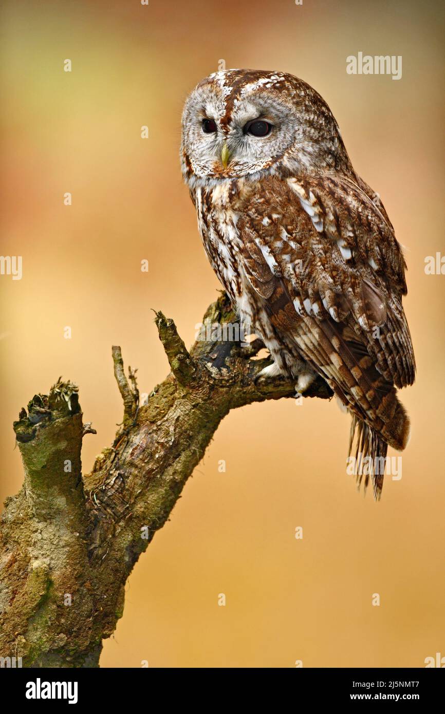 Tawny owl in the forest. Brown bird Tawny owl sitting on tree stump in ...