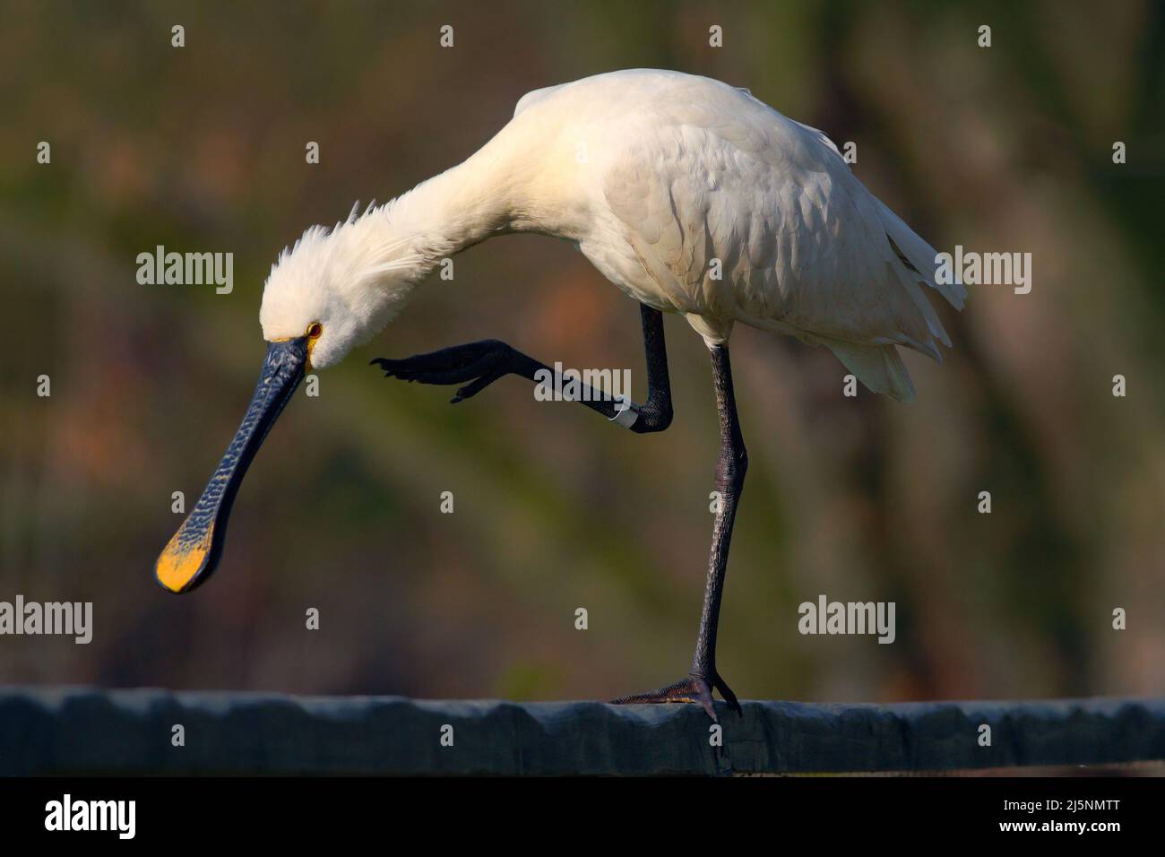 Eurasian Spoonbill, Platalea leucorodia, in the water, detail portrait ...