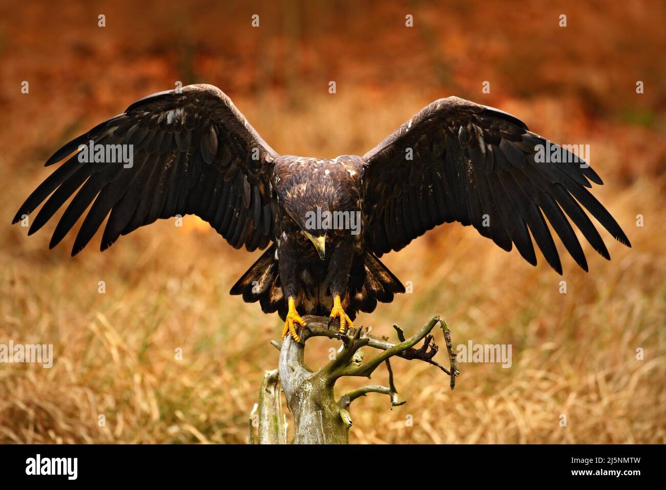 White-tailed Eagle, Haliaeetus albicilla, landing on the tree branch ...