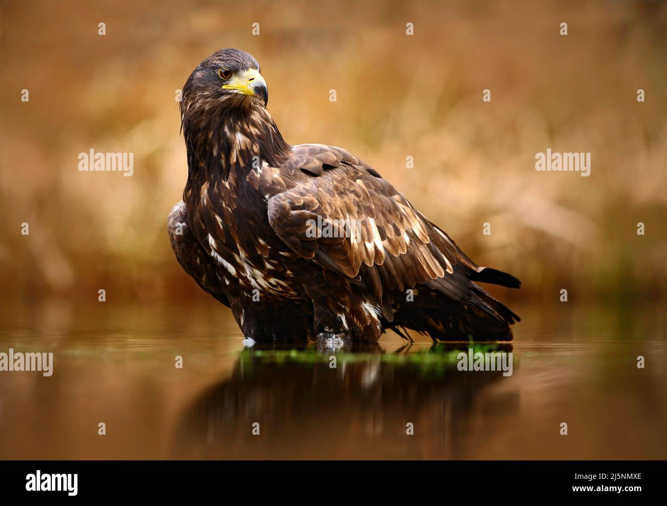 Eagle with fish. White-tailed Eagle, Haliaeetus albicilla, feeding kill ...
