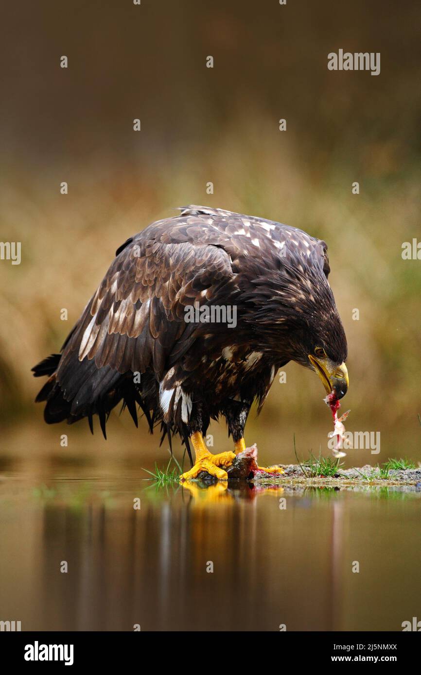Bird with fish. White-tailed Eagle, Haliaeetus albicilla, feeding kill ...