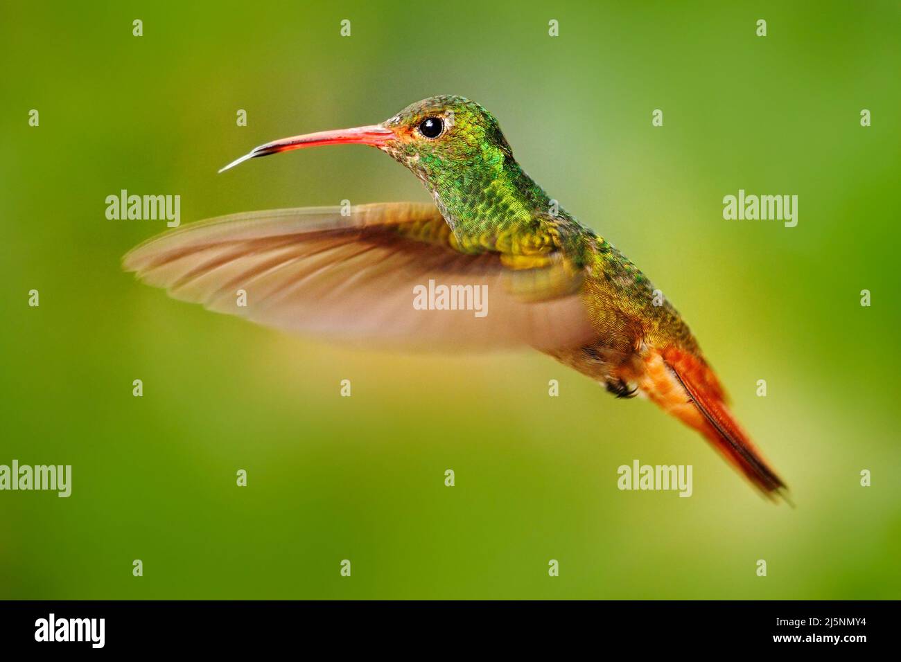 Flying bird, hummingbird Rufous-tailed Hummingbird. Hummingbird with ...