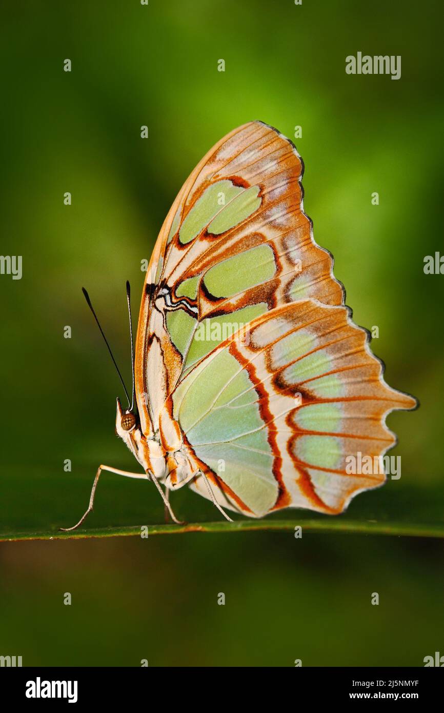 Beautiful butterfly Metamorpha stelenes in nature habitat. Metamorpha ...