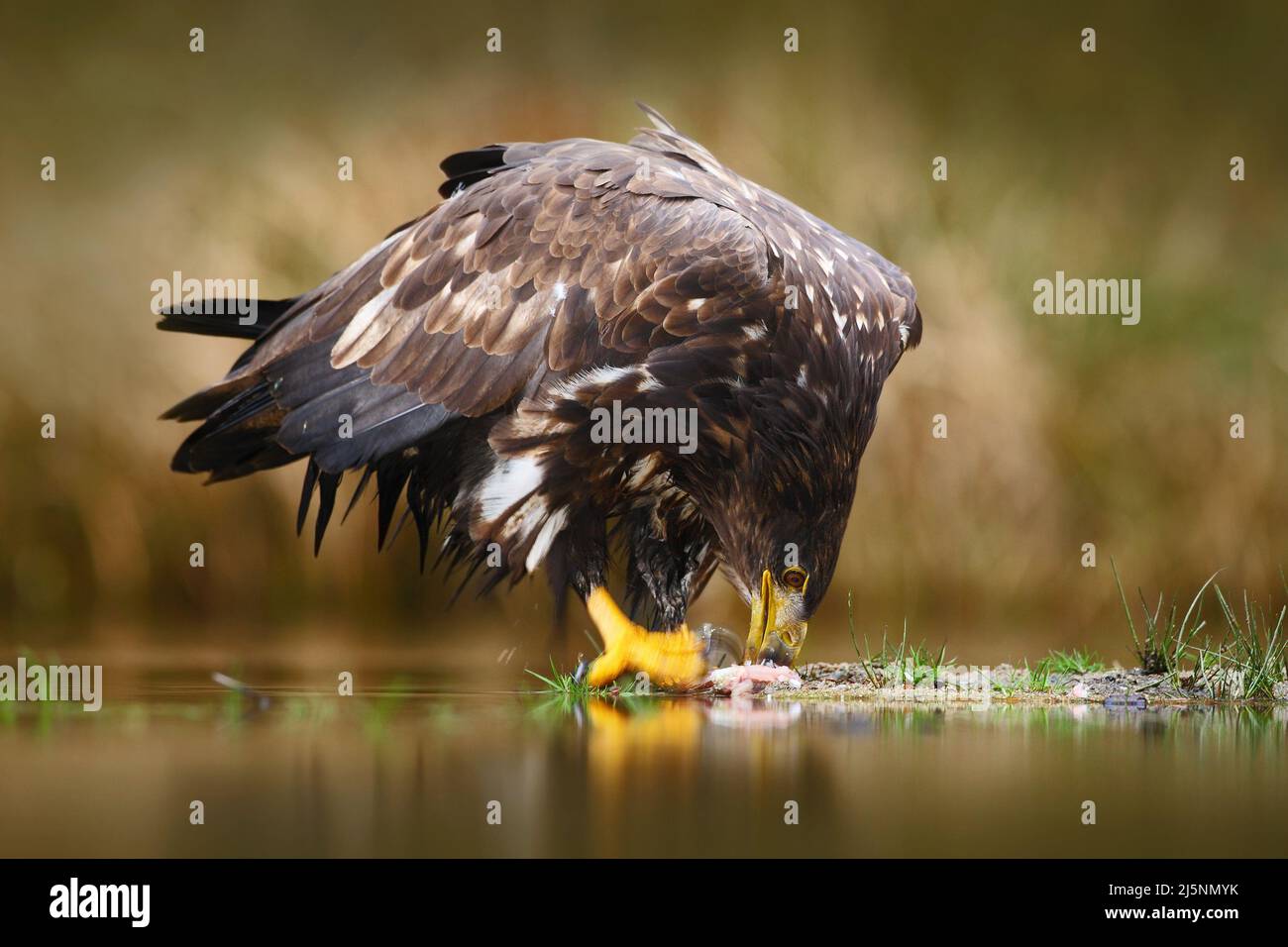 Eagle with fish. White-tailed Eagle, Haliaeetus albicilla, feeding kill ...