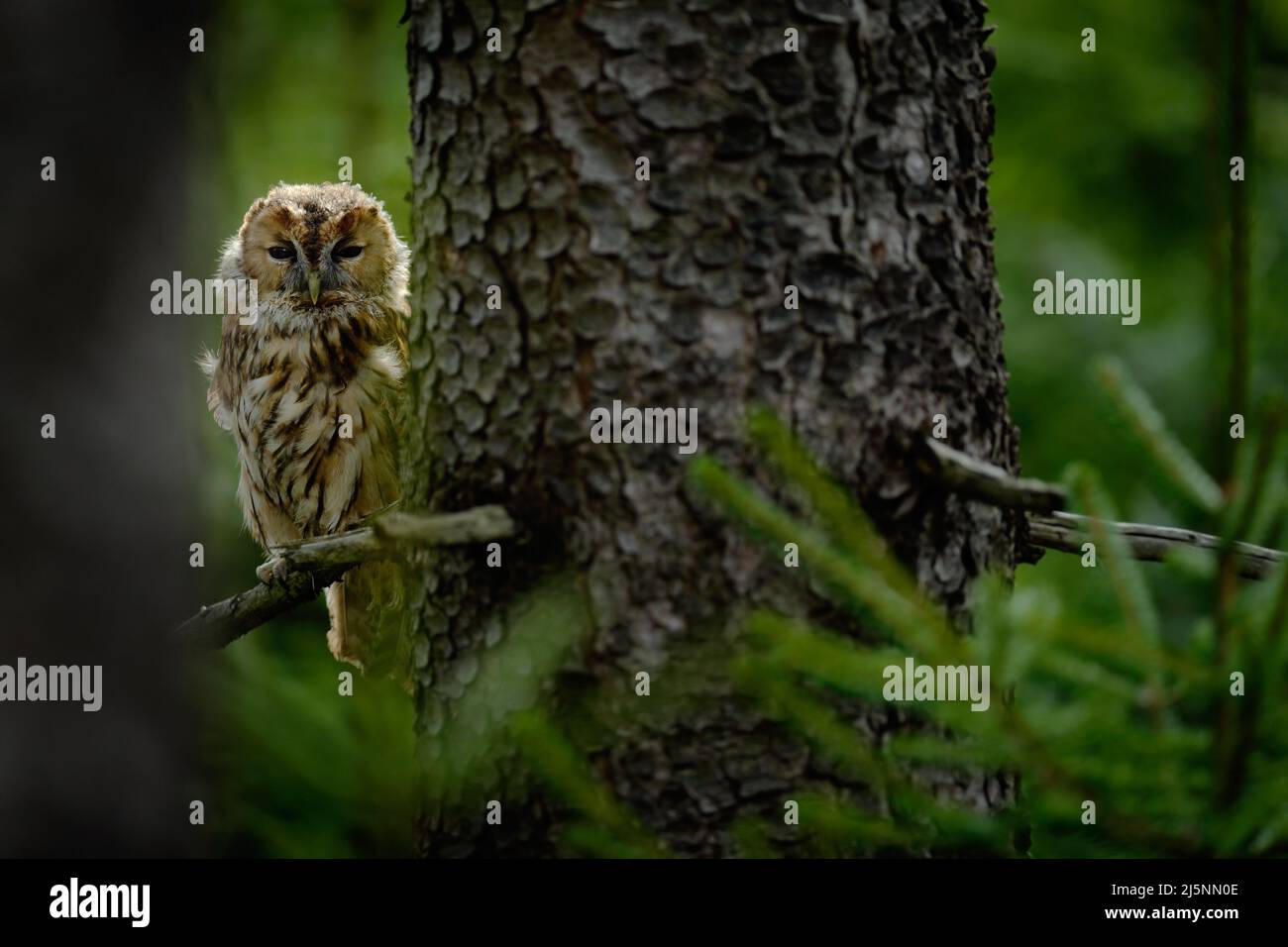 Tawny owl hidden in the forest. Brown owl sitting on tree stump in the ...