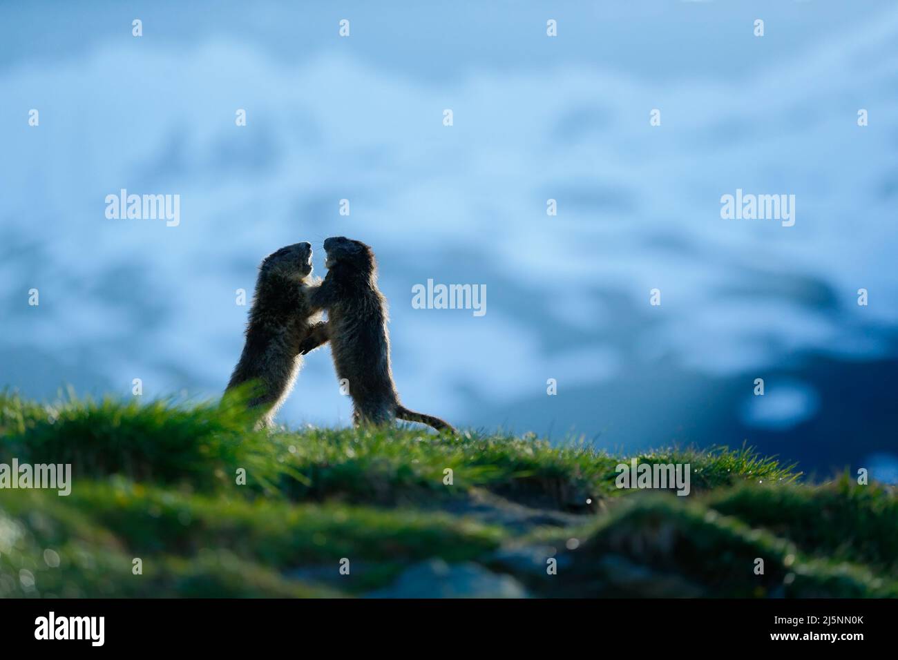 Brawl animals hi-res stock photography and images - Alamy