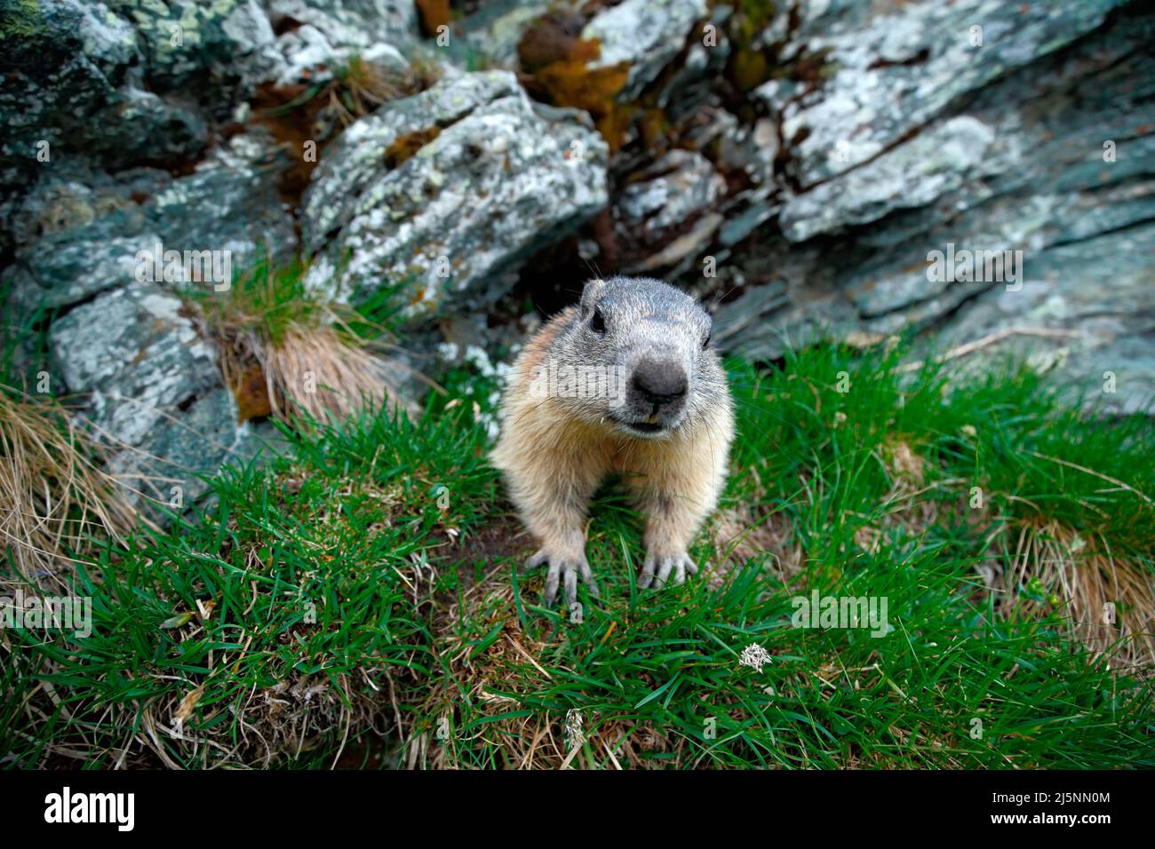 Cute animal Marmot, Marmota marmota, sitting in the green grass. Marmot ...
