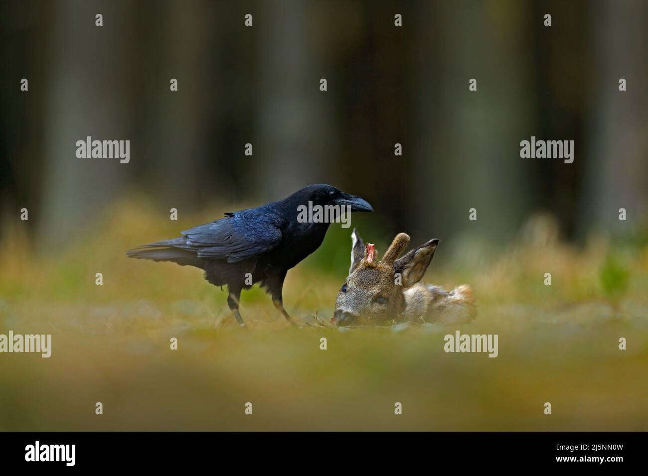 Bloody deer head hi-res stock photography and images - Alamy