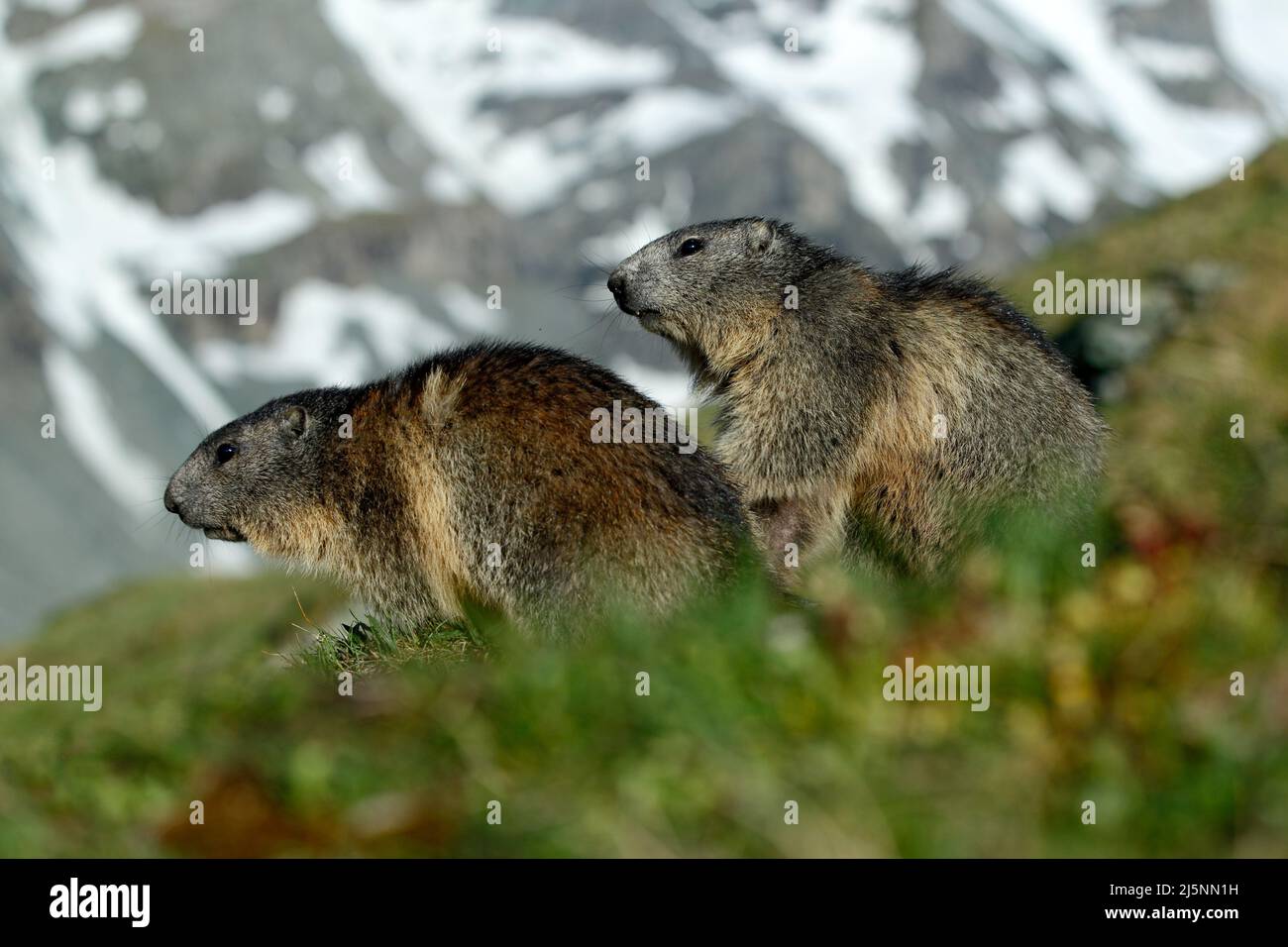 Two marmots in mountain landscape with beautiful back light. Fighting ...