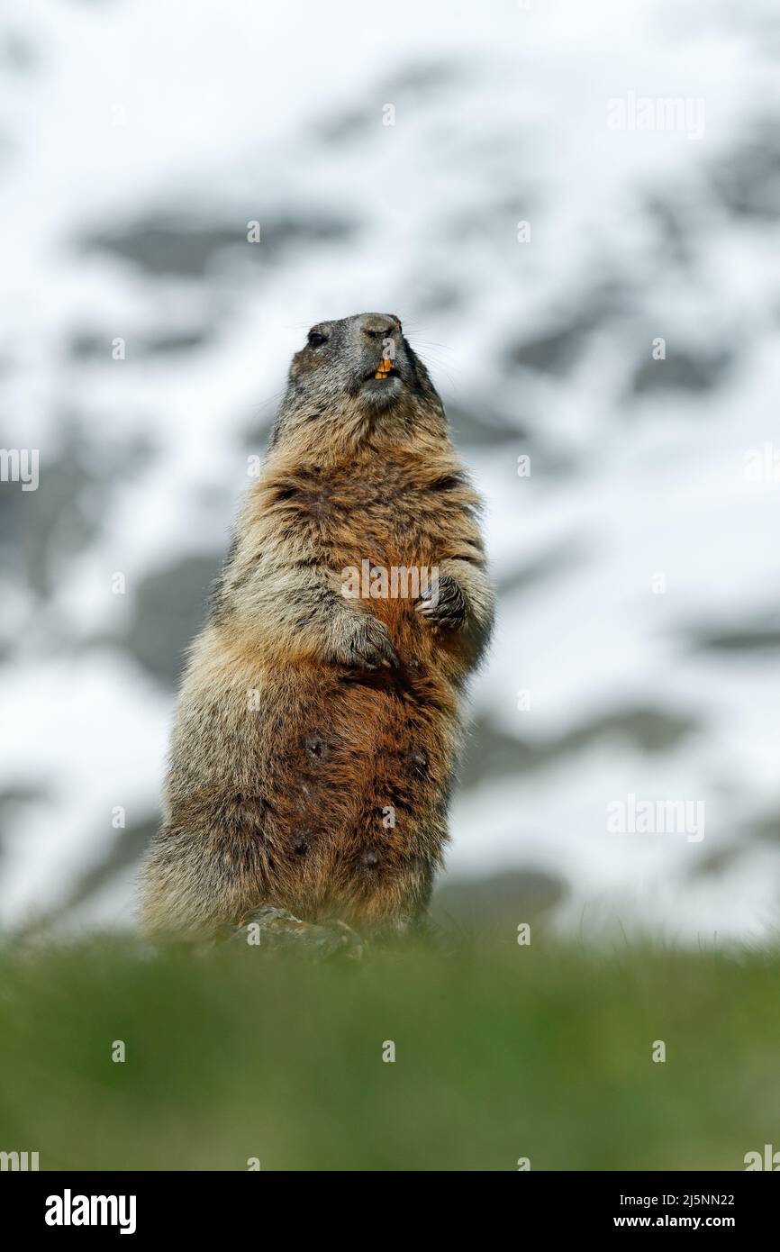Marmot in the mountain. Cute sit up on its hind legs animal Marmot ...