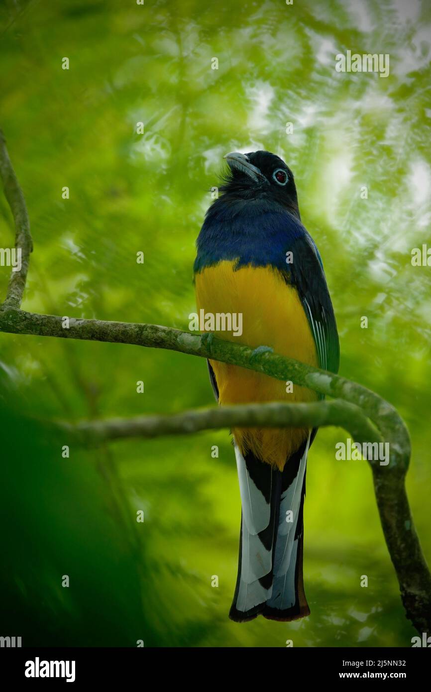 Tropic bird in the forest. Guianan Trogon, Trogon violaceus, yellow and ...