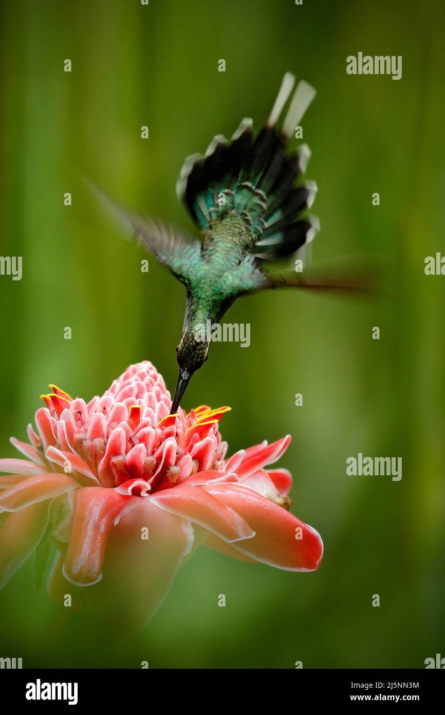 Beautiful hummingbird, acrobatic fly with pink flower. Hummingbird ...