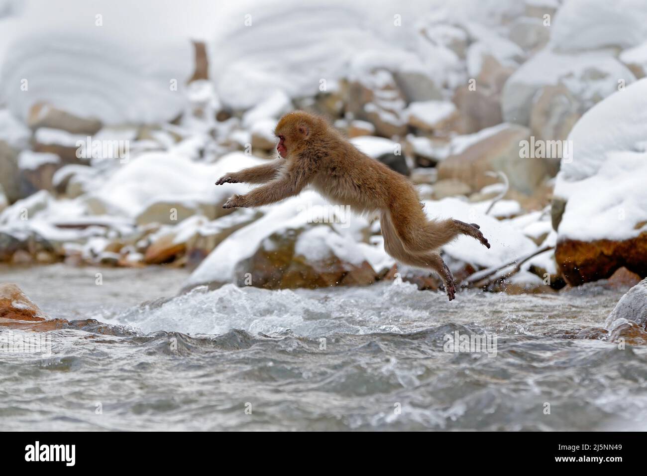 Action monkey wildlife scene from Japan. Monkey Japanese macaque ...