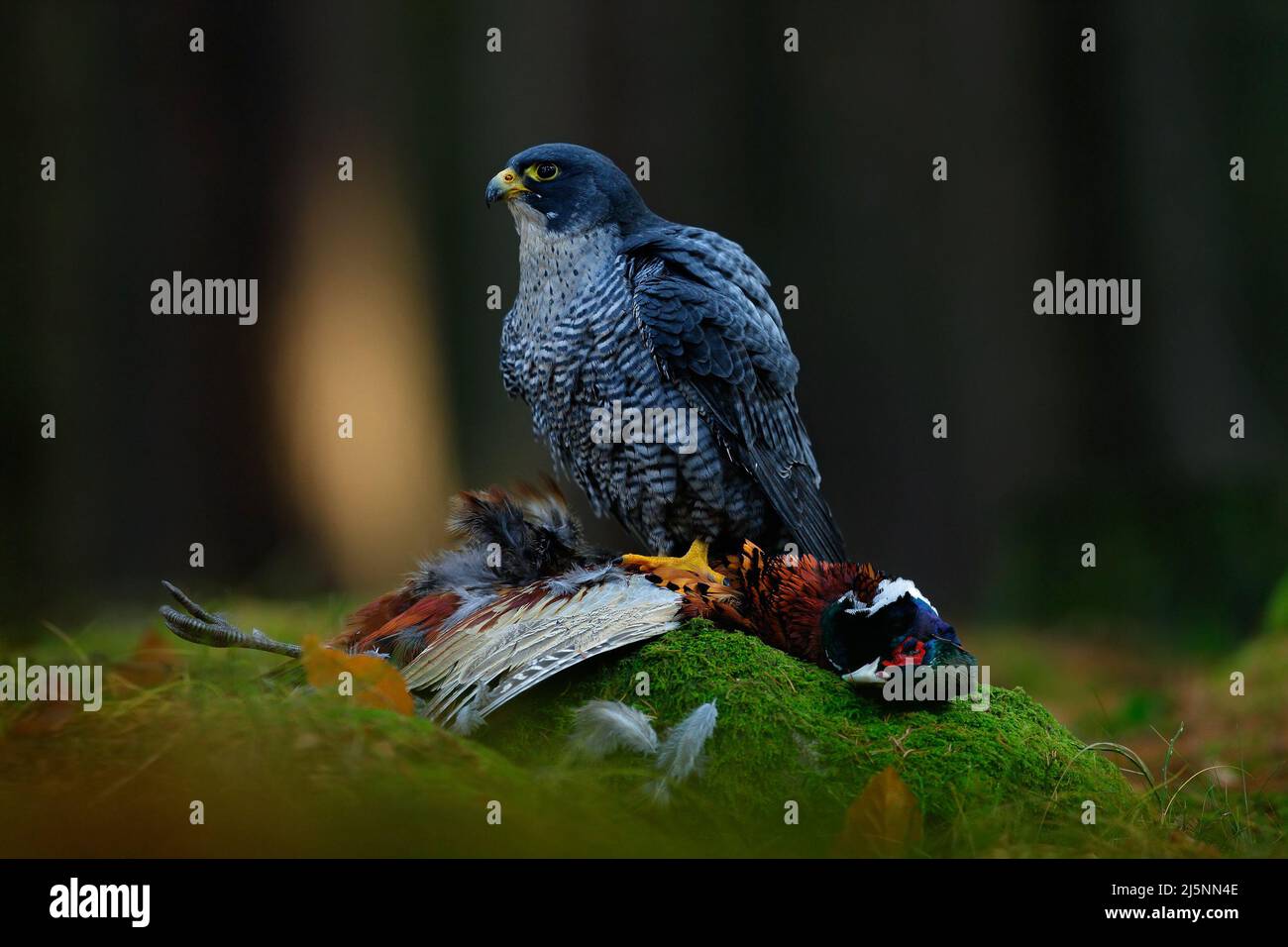Peregrine falcon with catch Pheasant. Beautiful bird of prey Peregrine ...