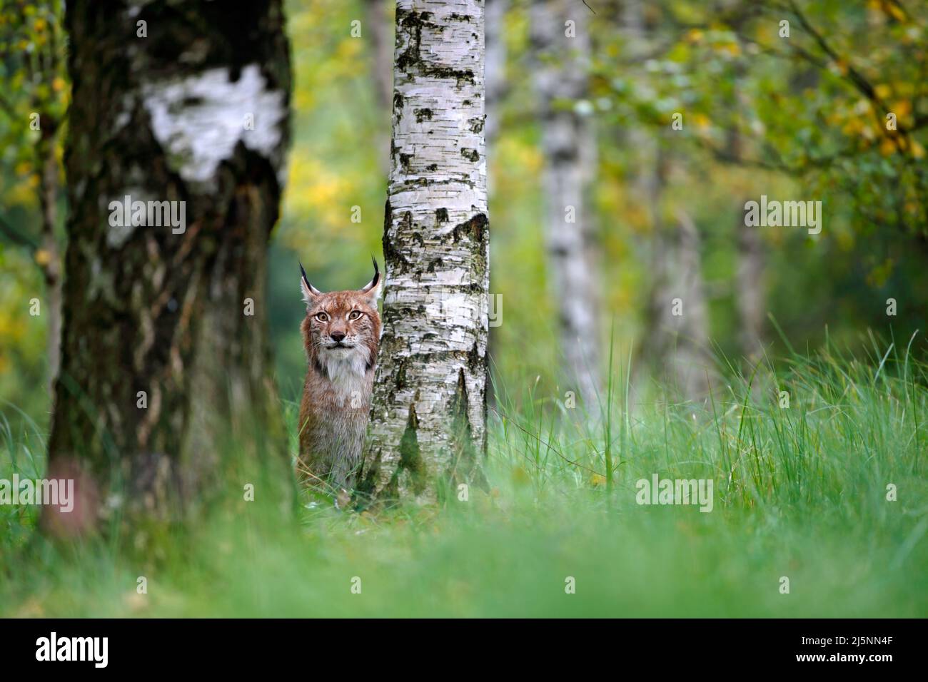 Wild cat Lynx in the nature forest habitat. Eurasian Lynx in the forest ...