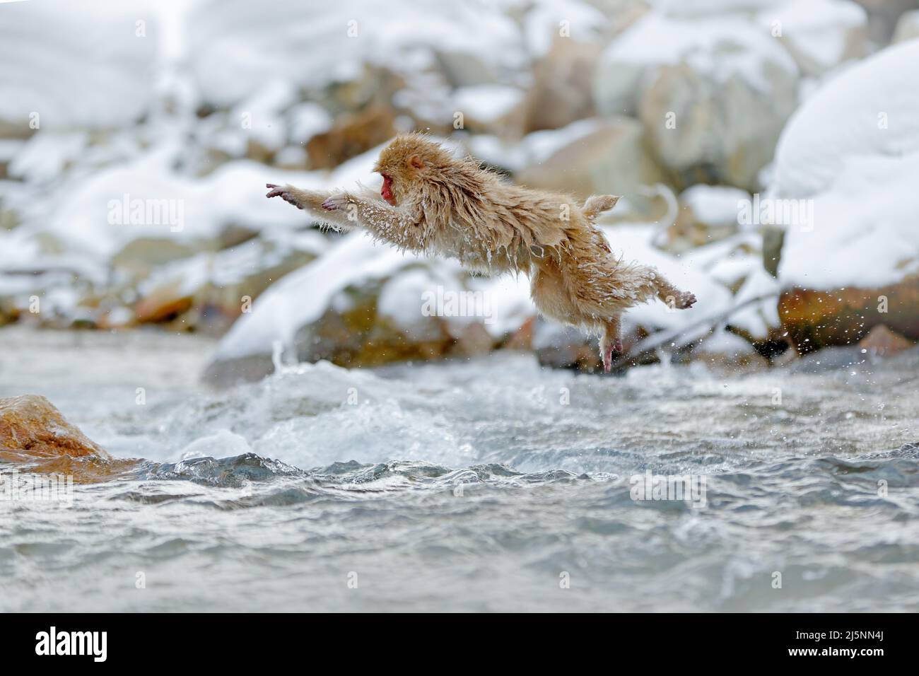 Jumping monkey. Action monkey wildlife scene from Japan. Monkey ...