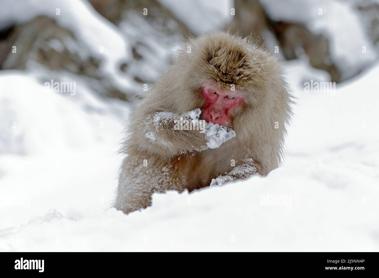 Monkey Japanese macaque, Macaca fuscata, sitting on the snow, Hokkaido ...
