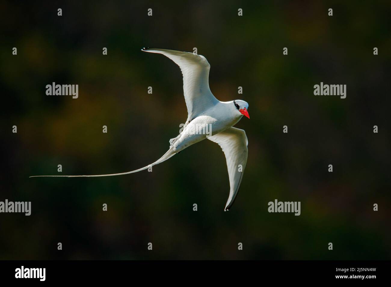 White tailed tropicbird hawaii hi-res stock photography and images - Alamy