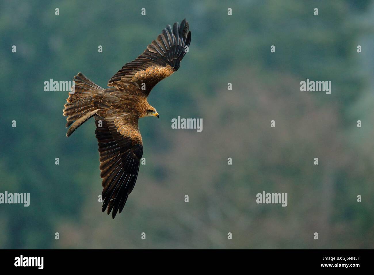 Flying bird of prey. Bird in fly with open wings. Action scene from ...