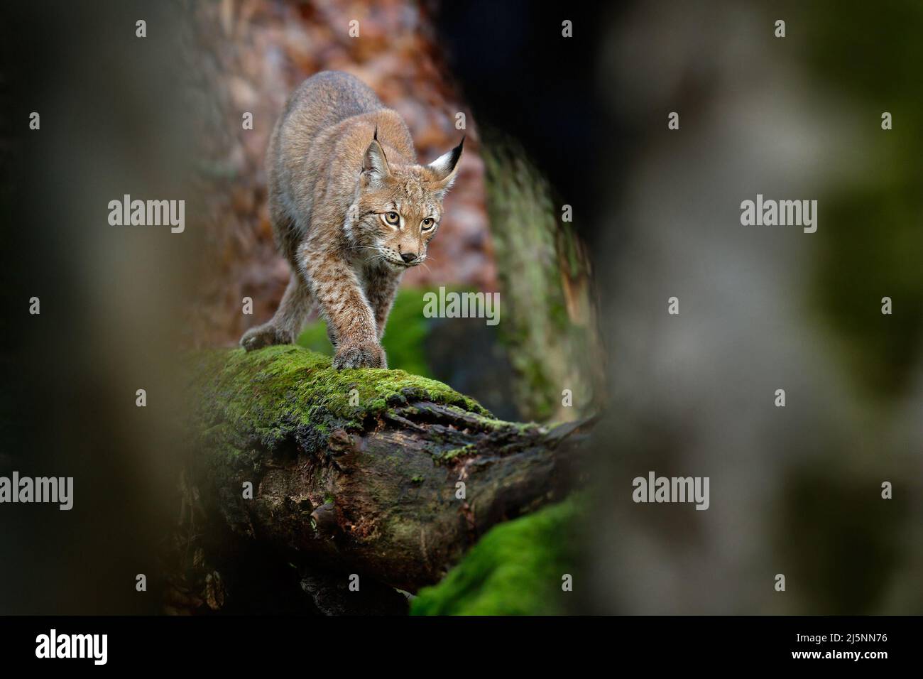 Beautiful wild cat Lynx in the nature forest habitat. Eurasian Lynx in ...