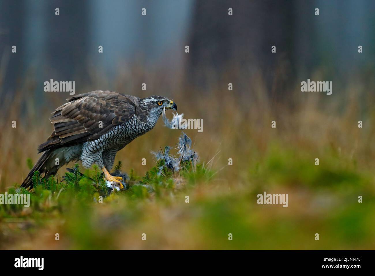 Bird of prey Goshawk kill Eurasian Magpie on the grass in green forest ...