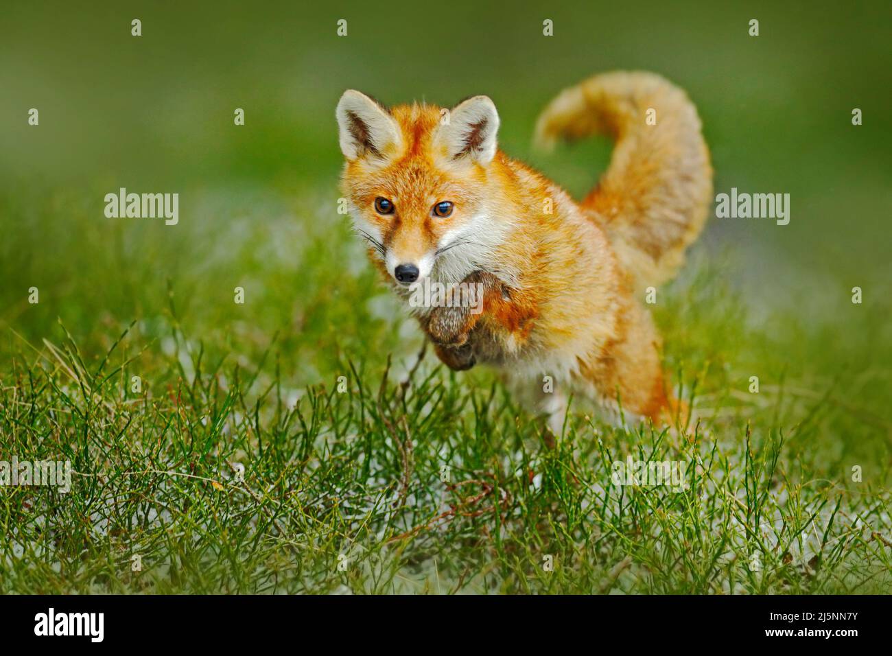 Jumping red fox. Running Red Fox, Vulpes vulpes, at green forest ...