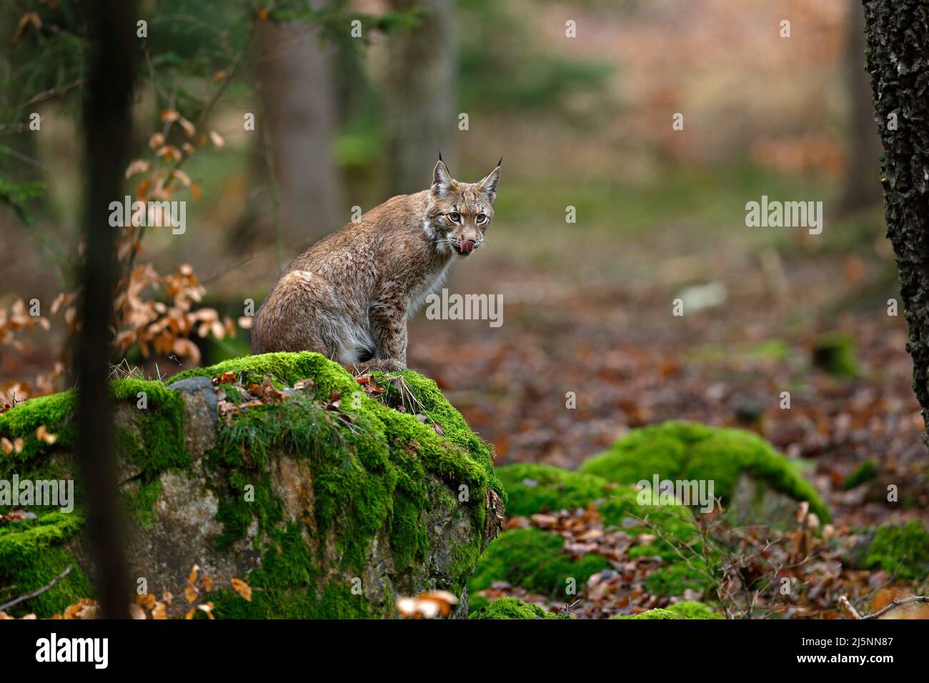Wild cat Lynx in the nature forest habitat. Eurasian Lynx in the forest ...