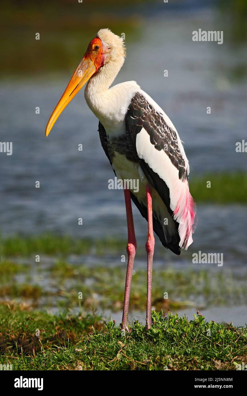 Strok in the nature march habitat. Stork in Africa. Bird in the water ...