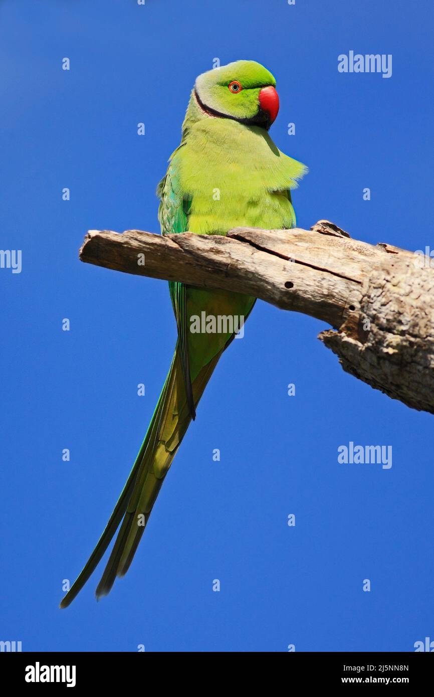 Green parrot sitting on tree branch with blue sky. Rose-ringed Parakeet ...