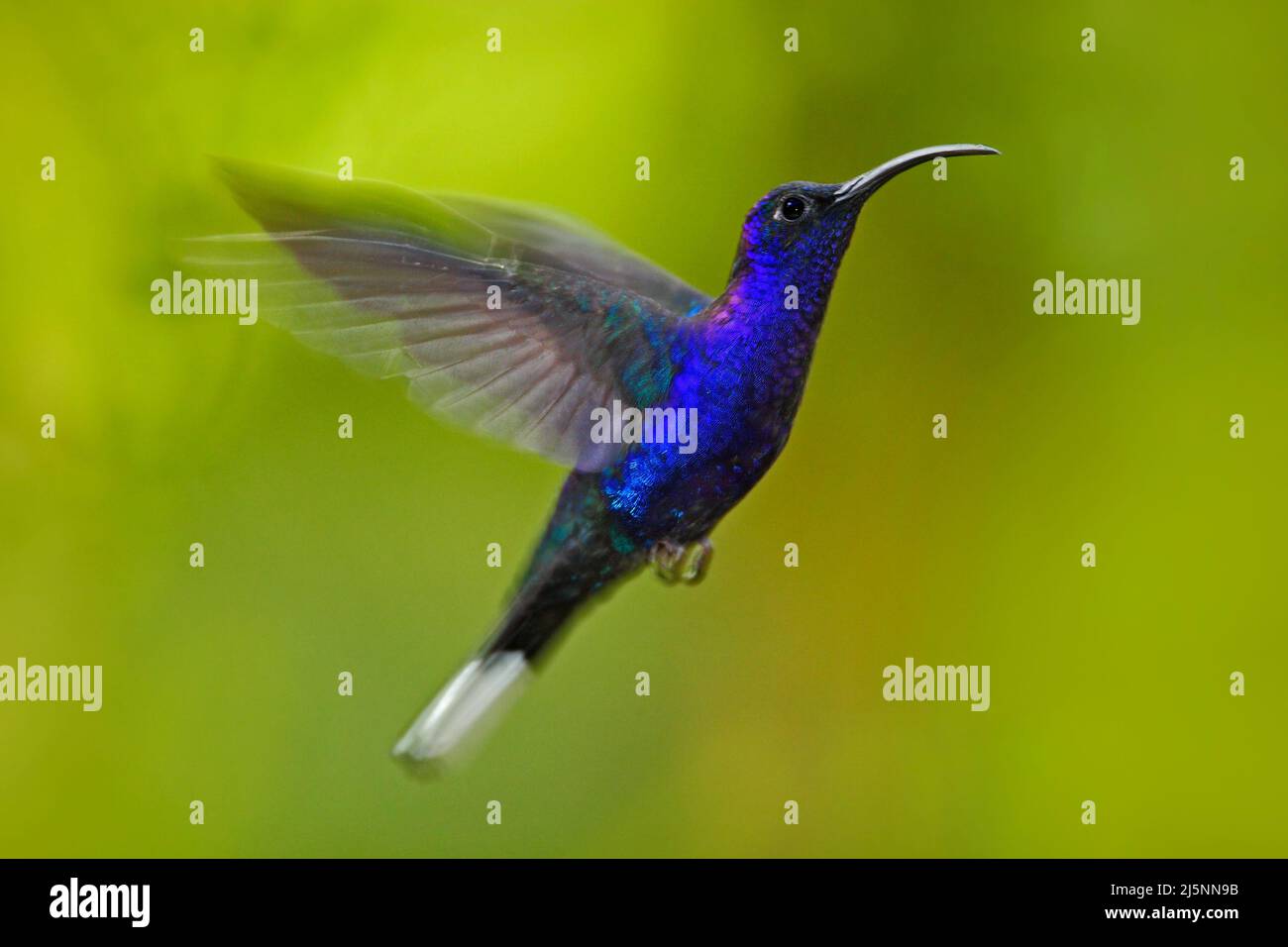 Flying big blue Hummingbird Violet Sabrewing with blurred green ...