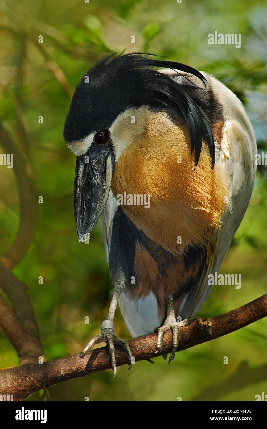 Boat-billed Heron with fish in the bill. Bird in the tropic green ...