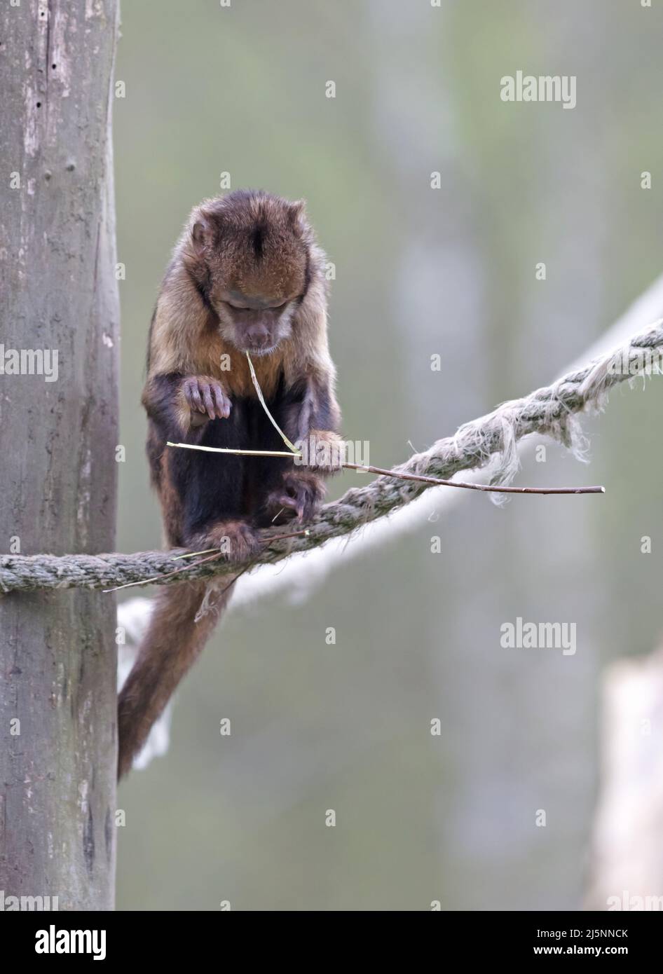 Golden bellid capuchin (Sapajus xanthosternos) eating a small stick ...