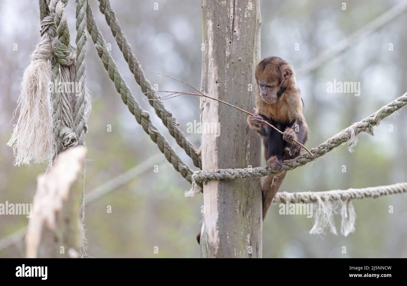 Golden bellid capuchin (Sapajus xanthosternos) eating a small stick ...