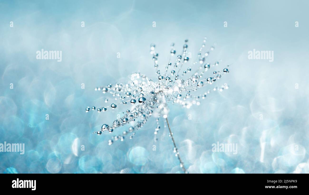 Beautiful dew drops on dandelion seed macro. Beautiful soft blue ...