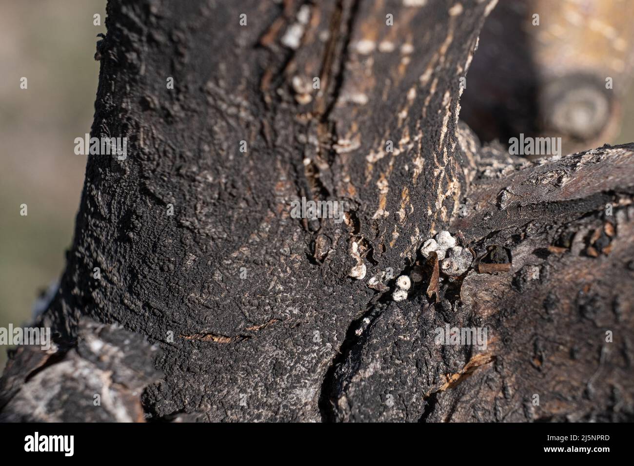 fungal disease on a tree trunk. selective focus Stock Photo - Alamy