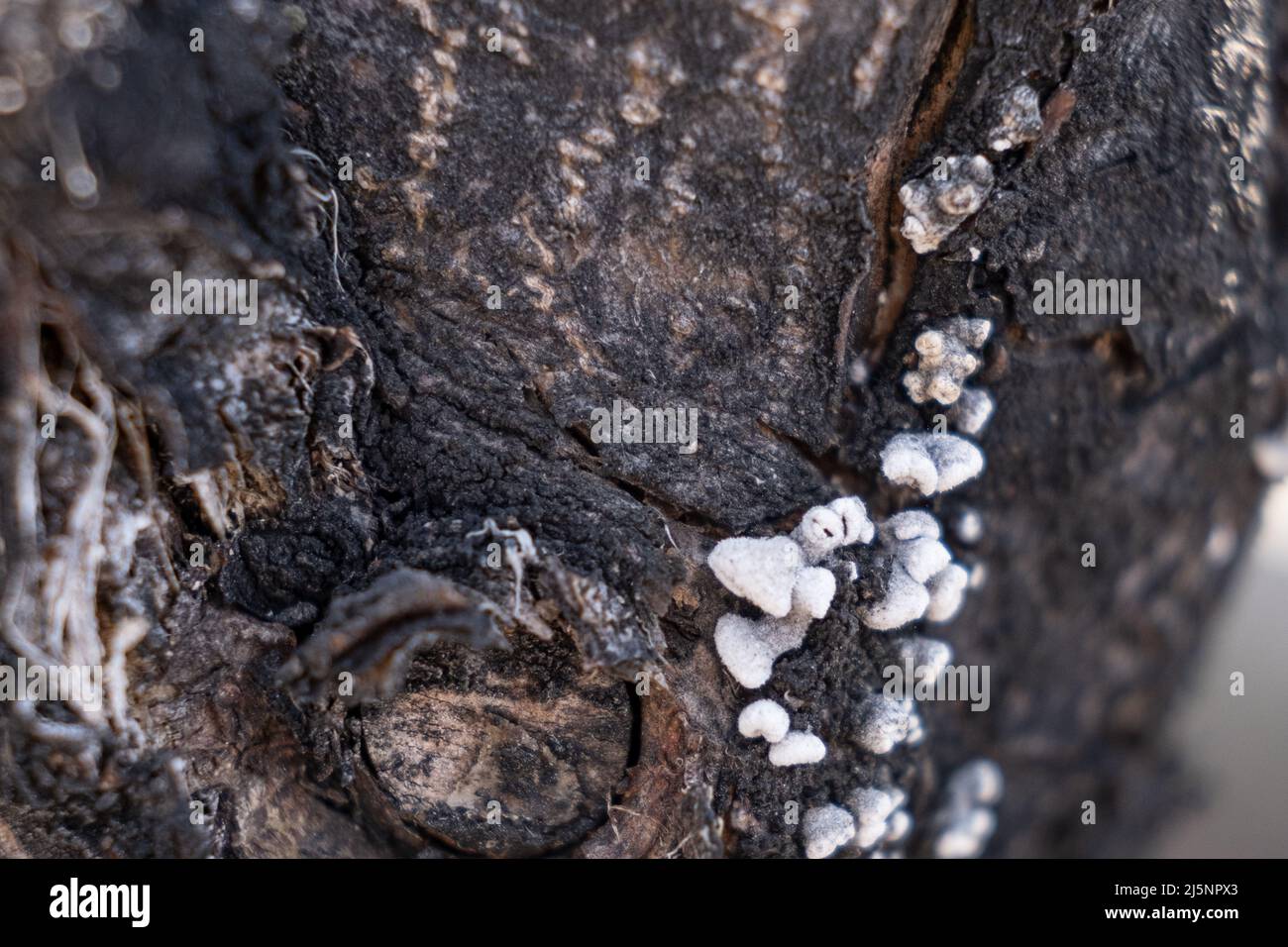fungal disease on a tree trunk Stock Photo - Alamy