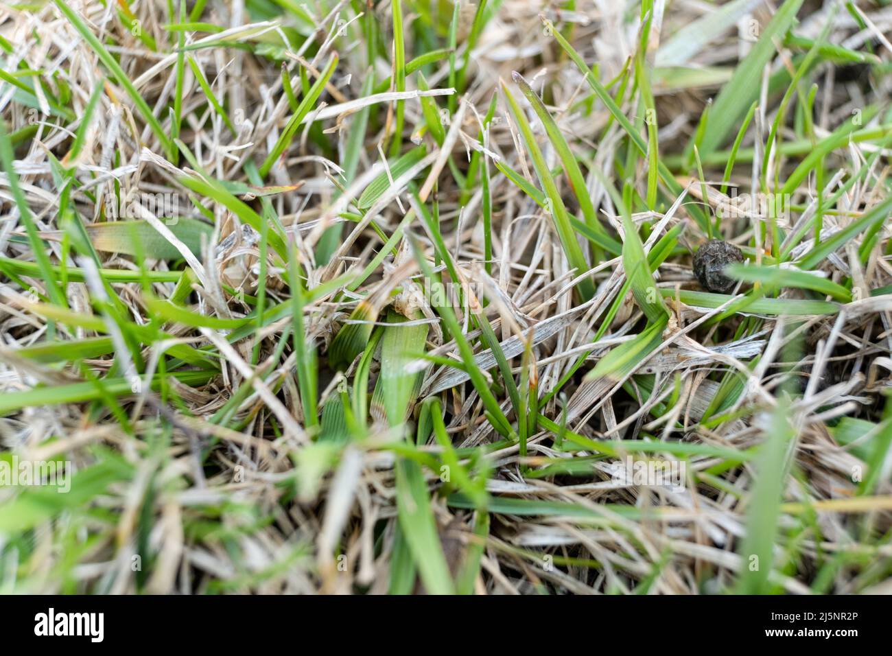A lawn with dried grass. grass after winter. scarification and aeration ...