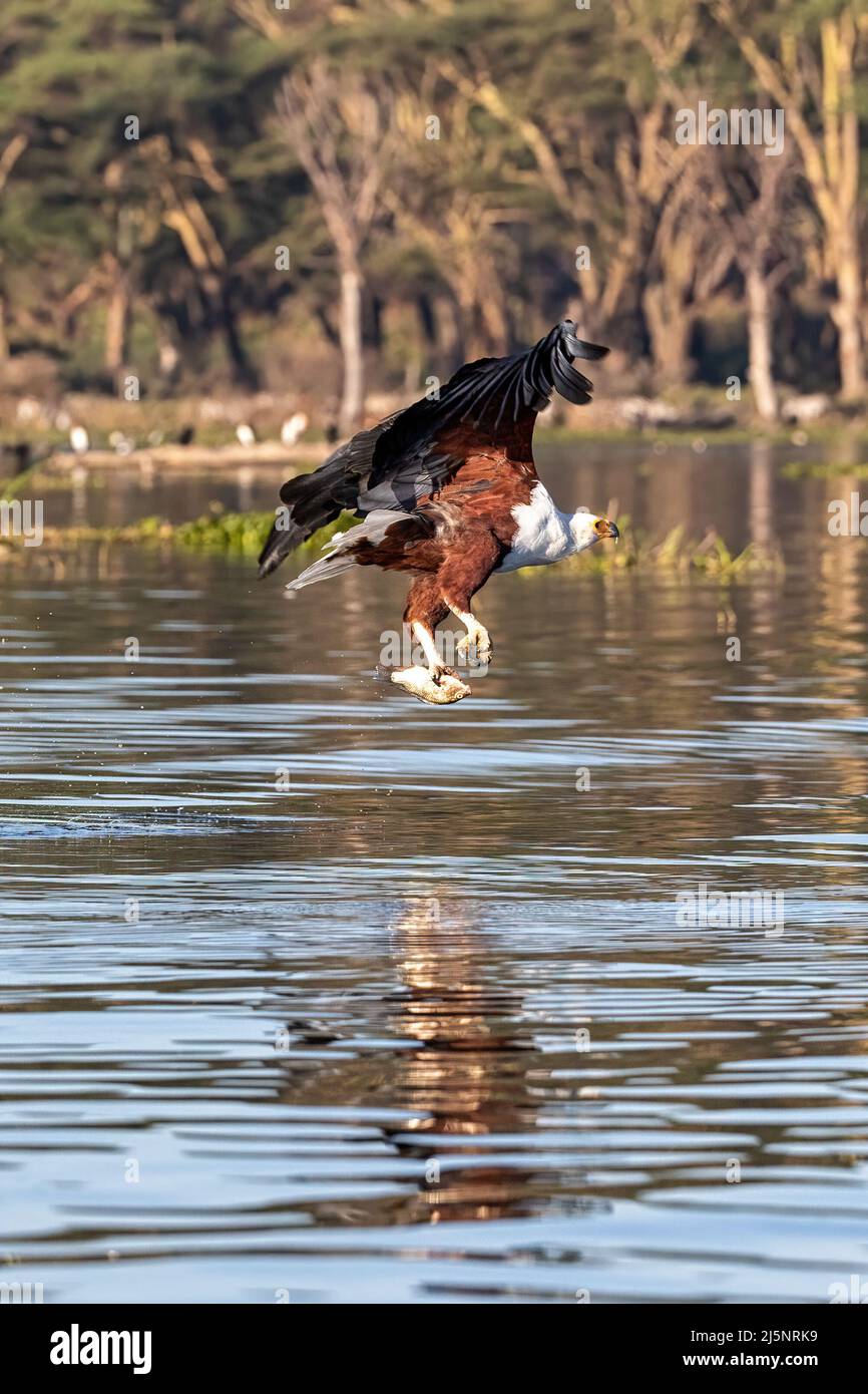 Skilled raptor hi-res stock photography and images - Alamy