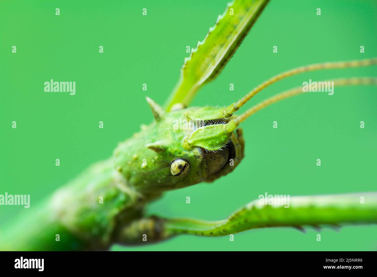 Macro photo of green walking stick, stick bug, phobaeticus serratipes ...