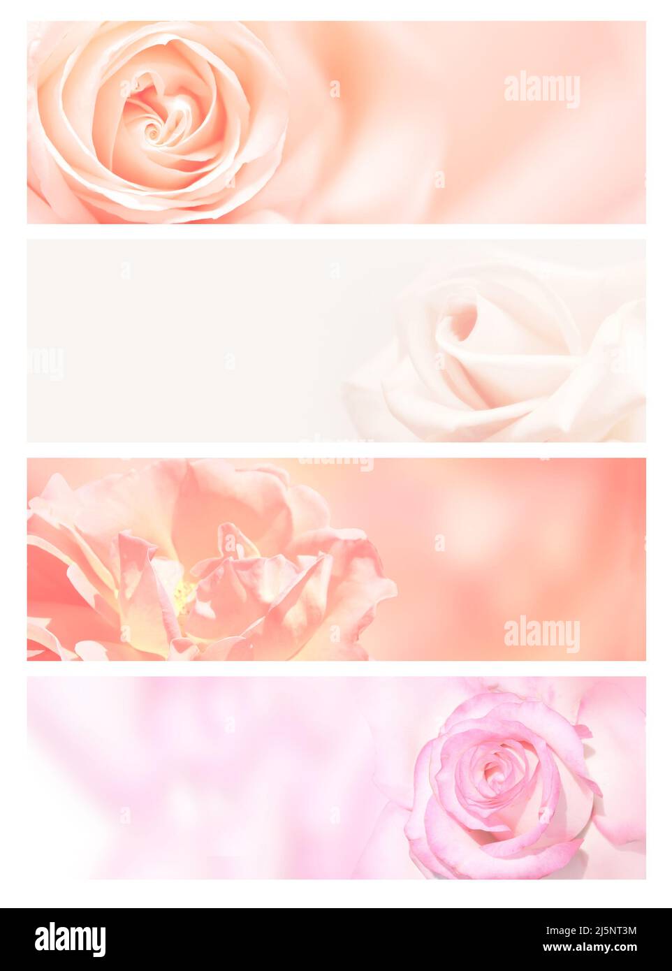 Set of horizontal background with rose of pink color. Collection of ...