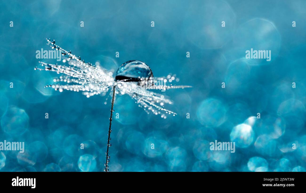 Beautiful dew drops on dandelion seed macro. Beautiful soft blue ...