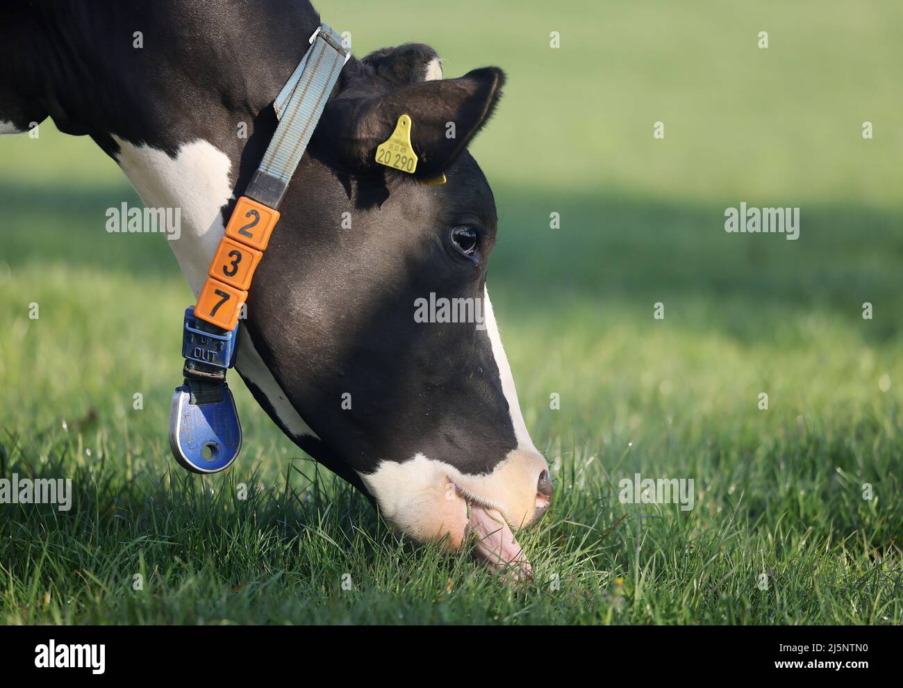 Kall, Germany. 25th Apr, 2022. A dairy cow grazes in the pasture ...