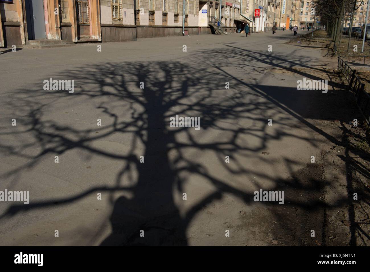 Black and white shadow of tree on asphalt road Stock Photo - Alamy